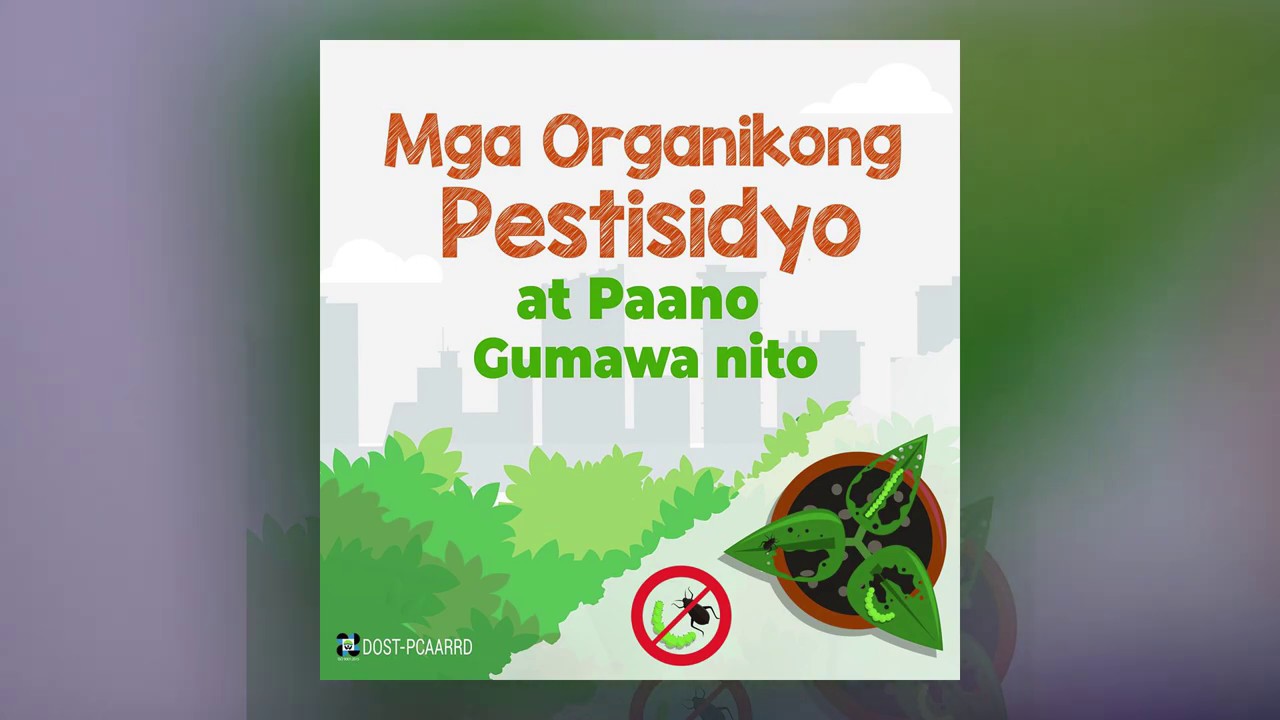 One Minute Gardening | Mga Organikong Pestisidyo at paano gumawa nito ...