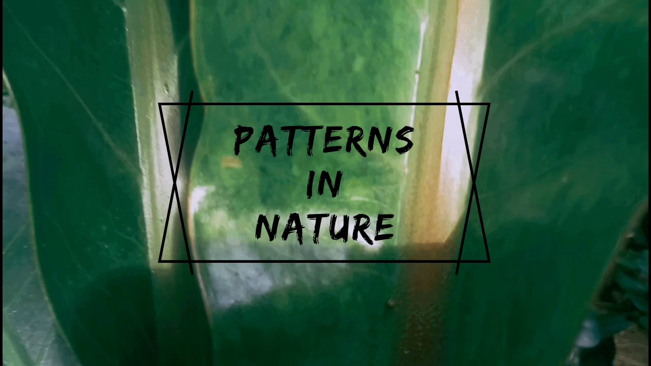 Patterns In Nature MATHEMATICS IN MODERN WORLD 3 Mins Video For Patterns In Nature MATHEMATICS IN MODERN WORLD 3 Mins Video For