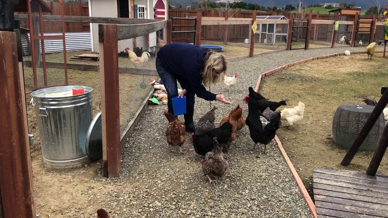 Funky Chicken Rescue takes in chickens with disabilities - YouTube