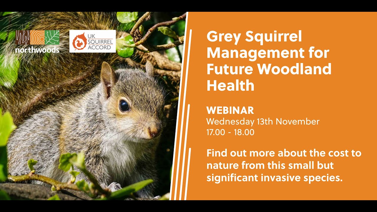 Grey Squirrel Management for Future Woodland Health | Northwoods x UKSA ...