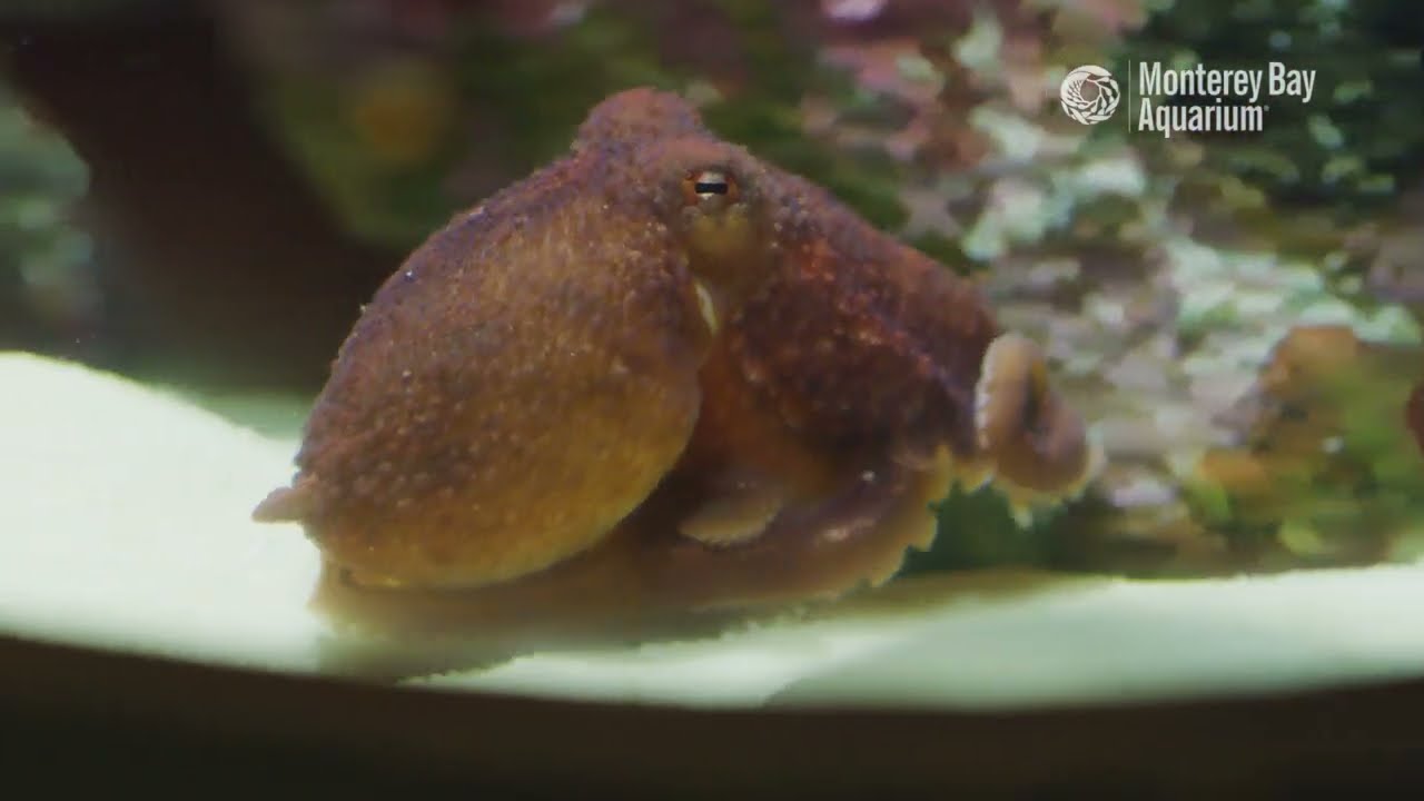 Little Red Octopus Playing Hide And Sea-K At Monterey Bay Aquarium ...