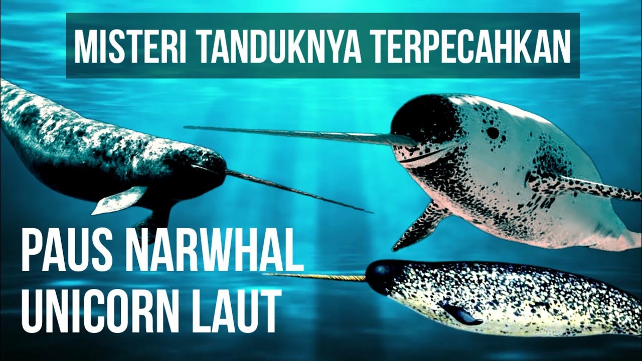 Paus Bertanduk Narwhal, Satu-satunya Unicorn yang Hidup di Planet ini ...