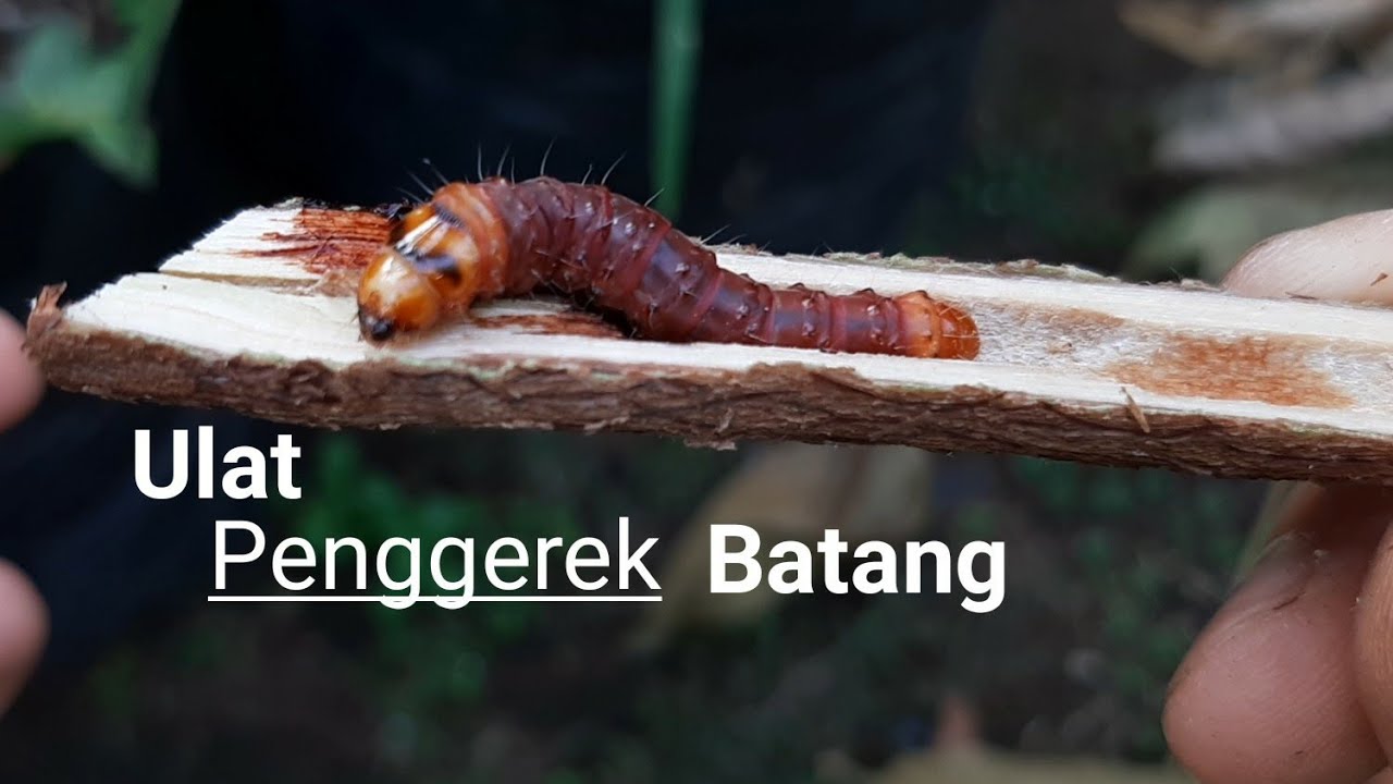 Review!!! Ulat Penggerek Batang dan Cara mengatasinya - YouTube