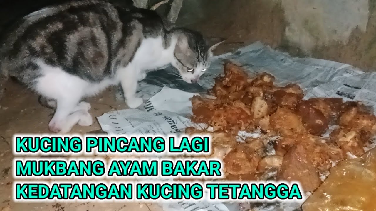 Kucing Pincang sedang Mukbang Ayam Bakar Kedatangan Kucing Tetangga ...
