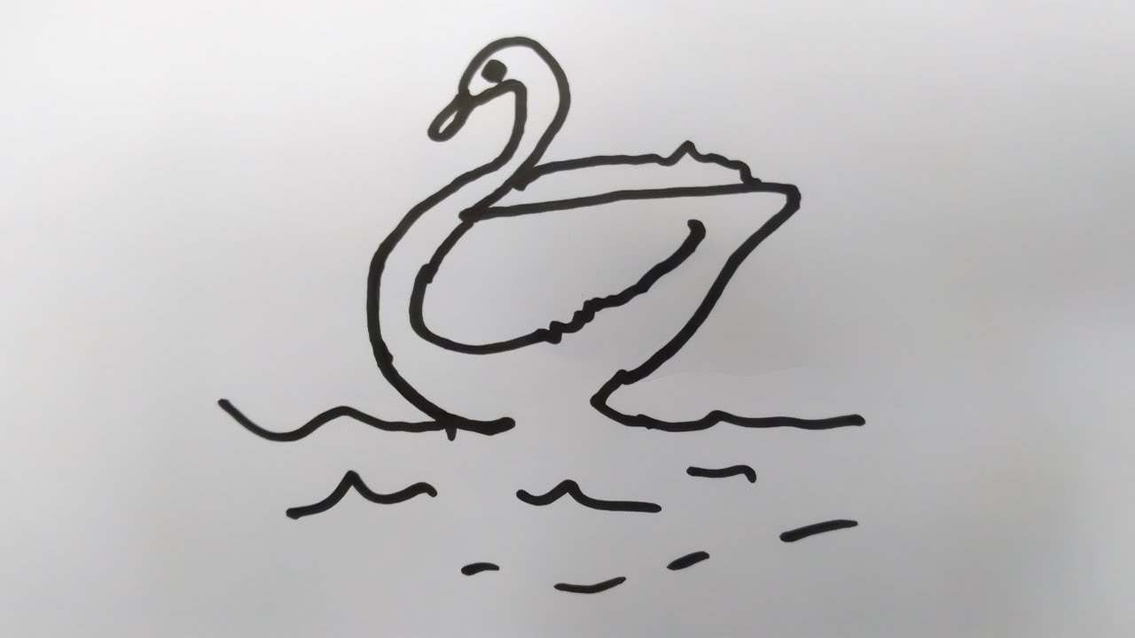 Swan drawing | rajhas drawing - lops art - YouTube