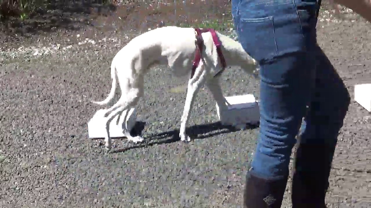 Reilly whippet - 14 years young working odor - YouTube