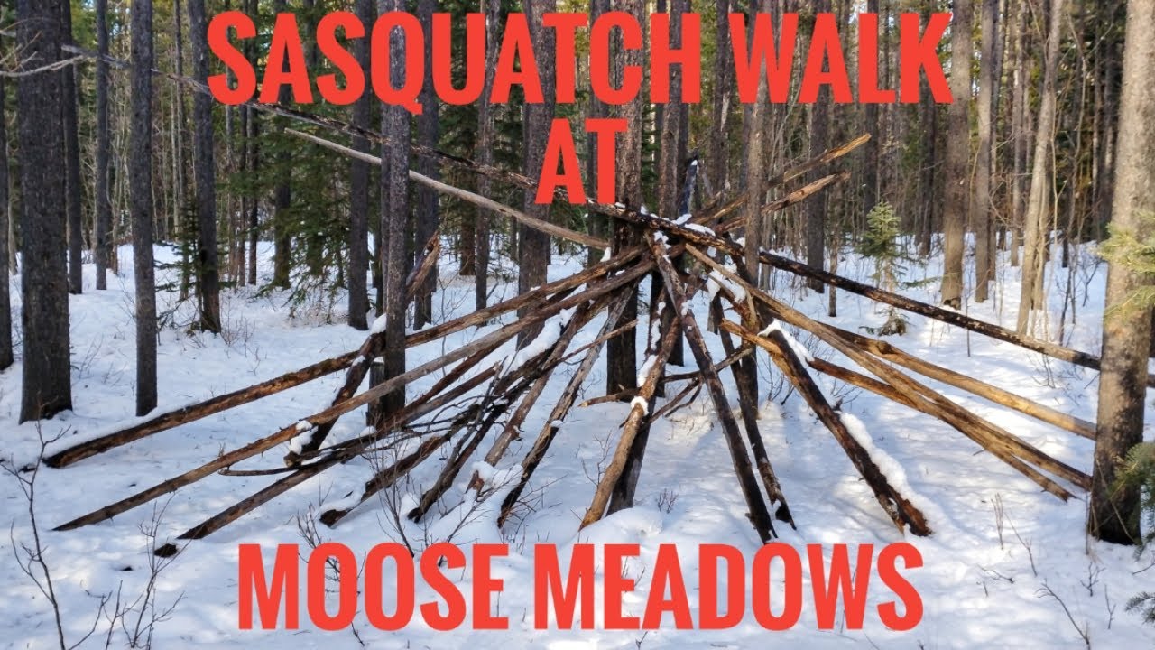 Sasquatch Walk At Moose Meadows! - YouTube