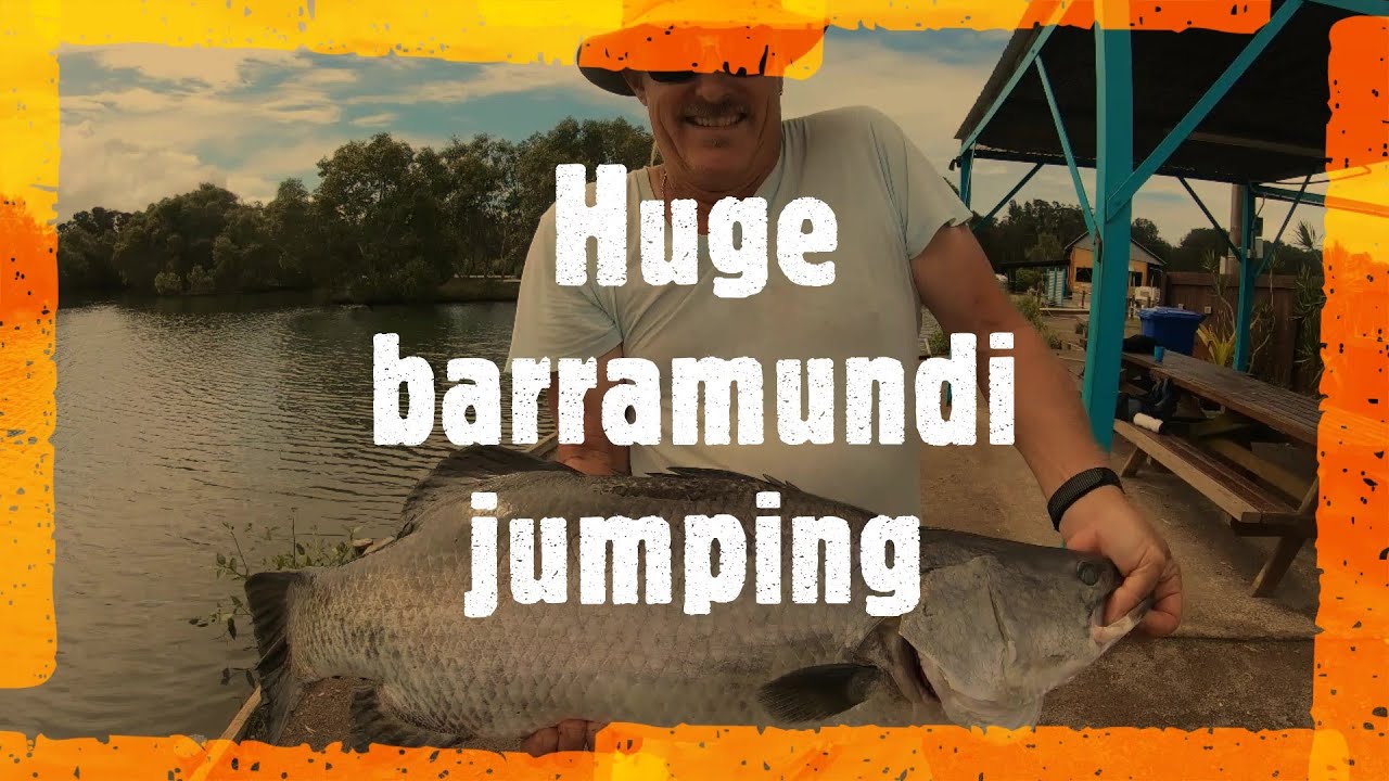 BARRAMUNDI FISHING AUSTRALIA BIG FISH JUMPING 1 - YouTube