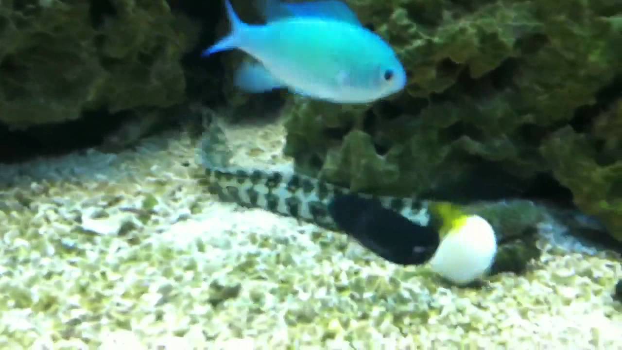 flame tail Blenny VS. snowflake eel food battle - YouTube