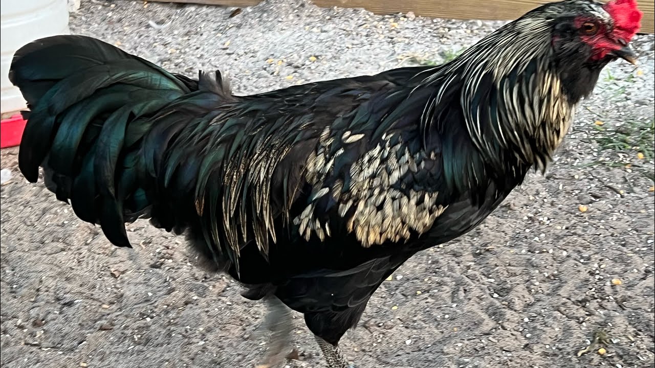 Banding chicken legs *MUST SEE* - YouTube