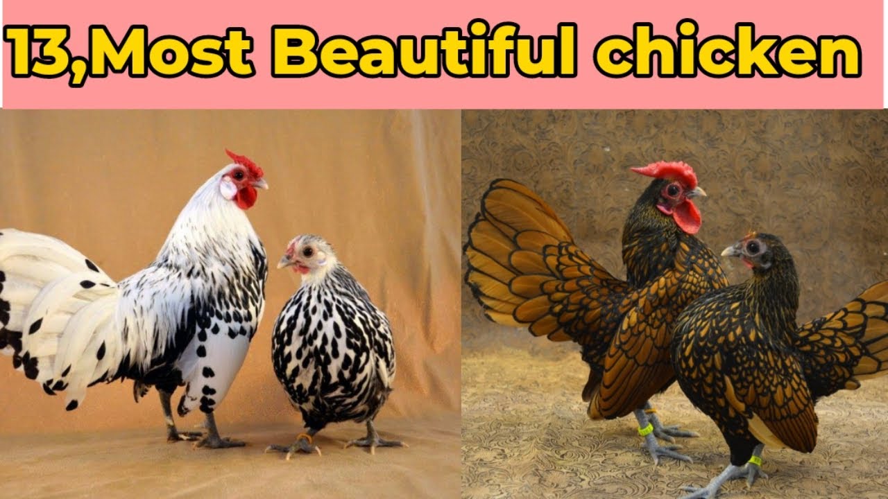 13 Most Beautiful chicken in the world|most beautiful chicken in tamil ...