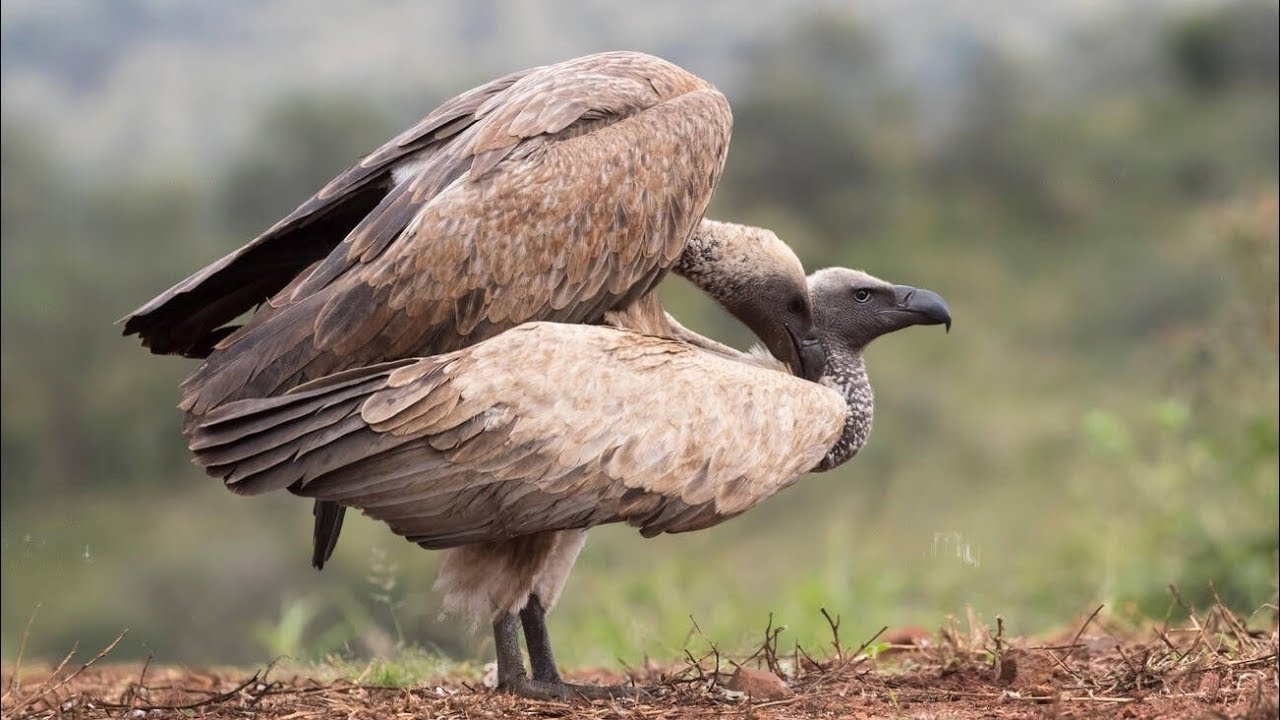 How Vultures Survive in the Wild and Habits - YouTube