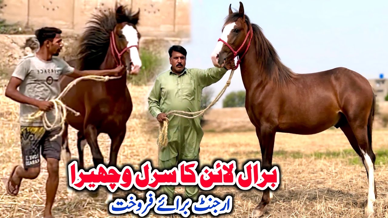 Baral Line Kumait Horse | Pakistani Desi Breed Horse | Punjabi Horse ...
