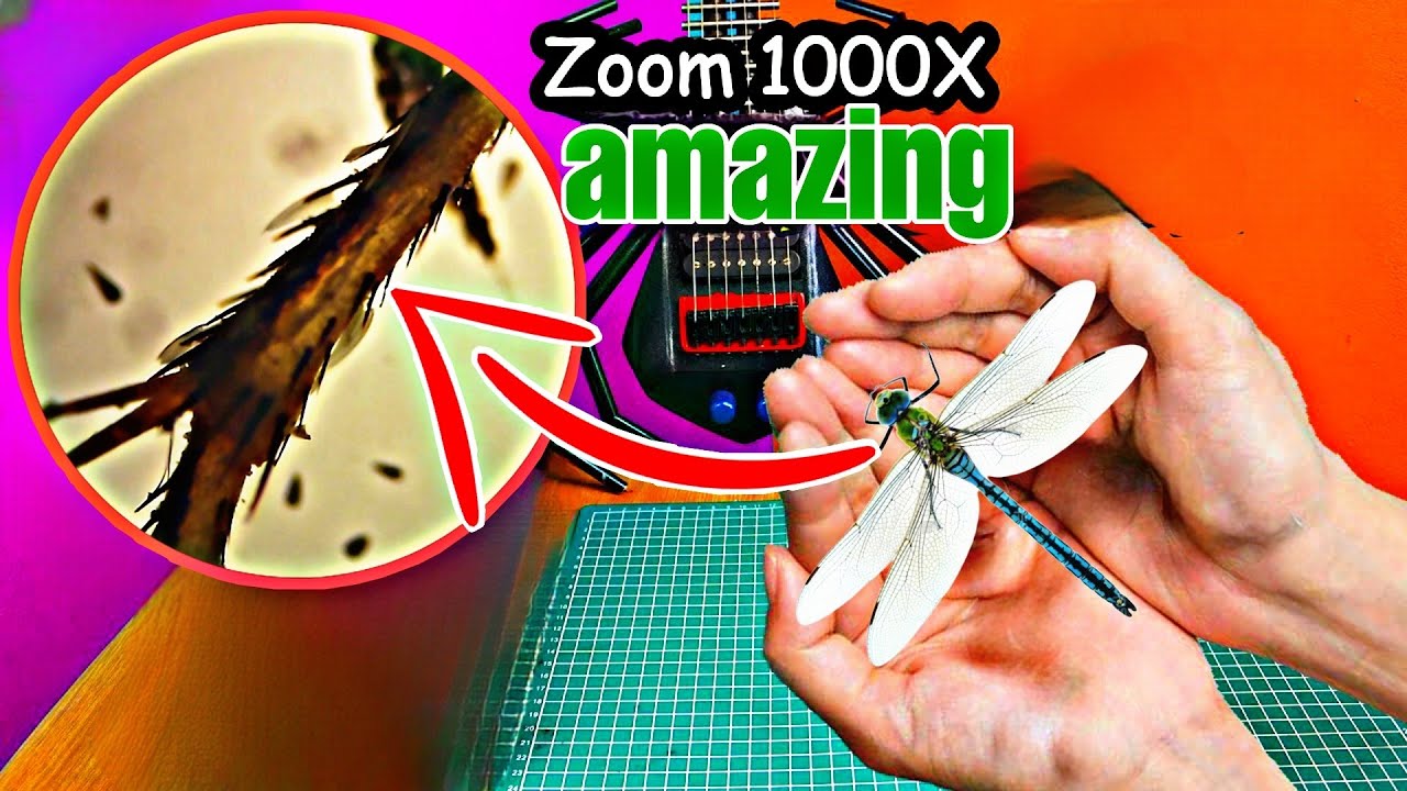 Dragonfly under the microscope_ZOOM×1000 #microbiology #Science # ...