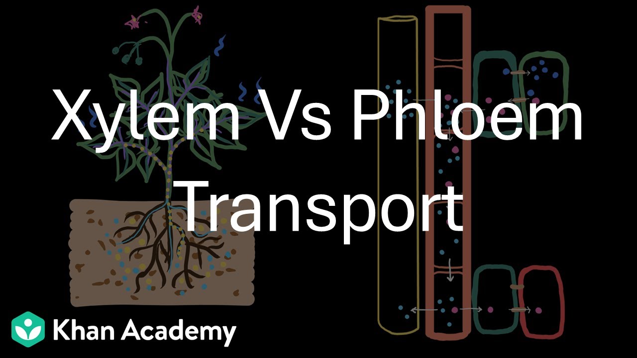 Transport through Xylem versus through Phloem | Transport in Plants ...