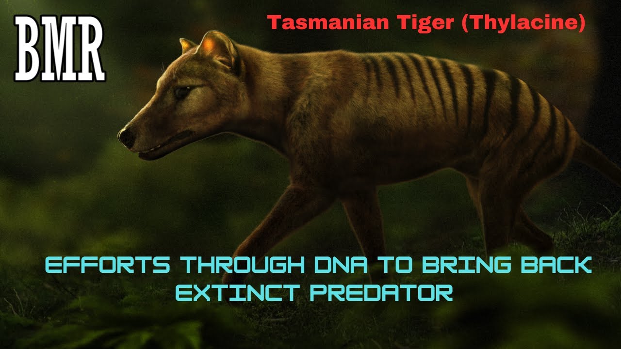Tasmanian Tiger (Thylacine) RE- Created? Genetics / DNA - YouTube