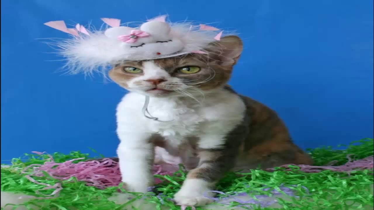 Top 10 Pictures of Angry Easter Cats - YouTube