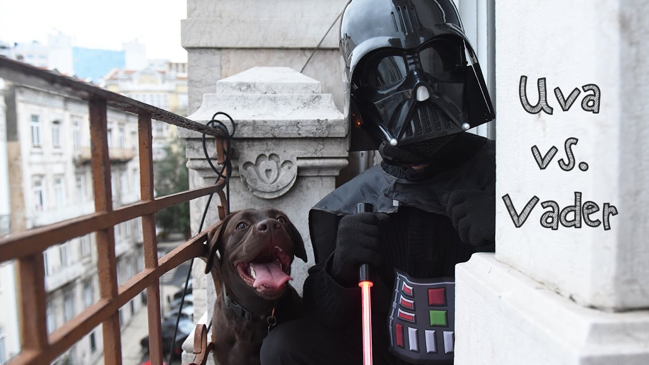 Darth Vader Tries to Bring Puppy Lab to the Bark Side of The Force ...