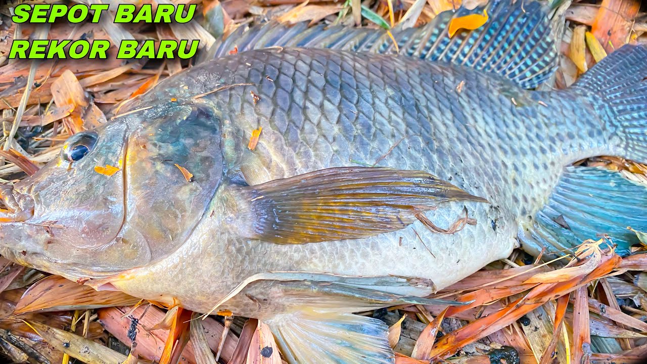 Mancing Ikan Nila Babon Liar Besar Sepot Baru Bukaan Baru Sampai lupa ...
