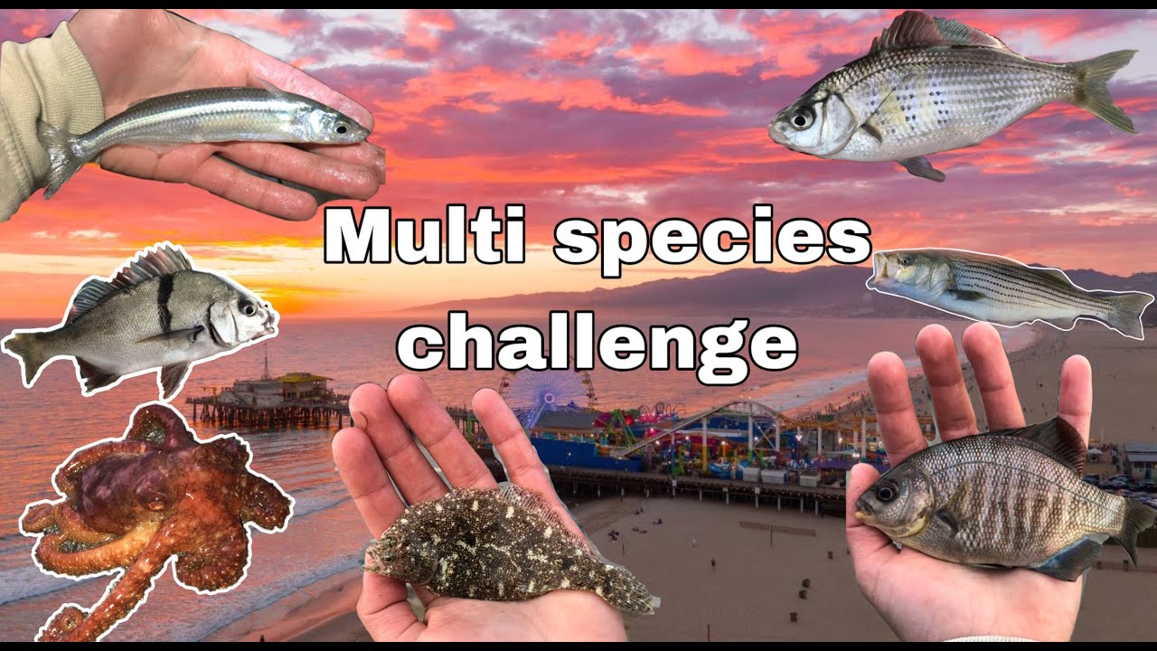 Multi species fishing challenge (santa Monica pier fishing) - YouTube