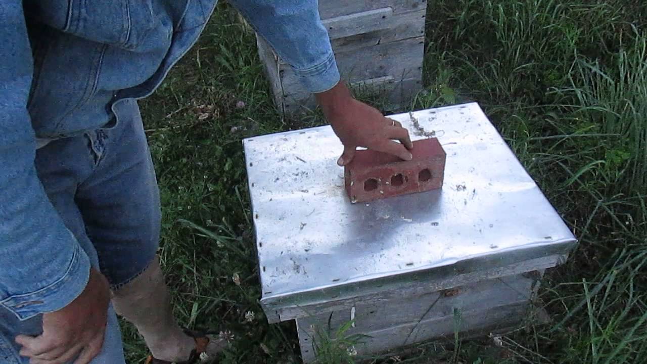 why there are bricks on my bee hives - YouTube