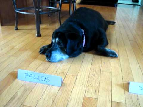 Our Funny Dog picks the winner of Super Bowl XIV - YouTube