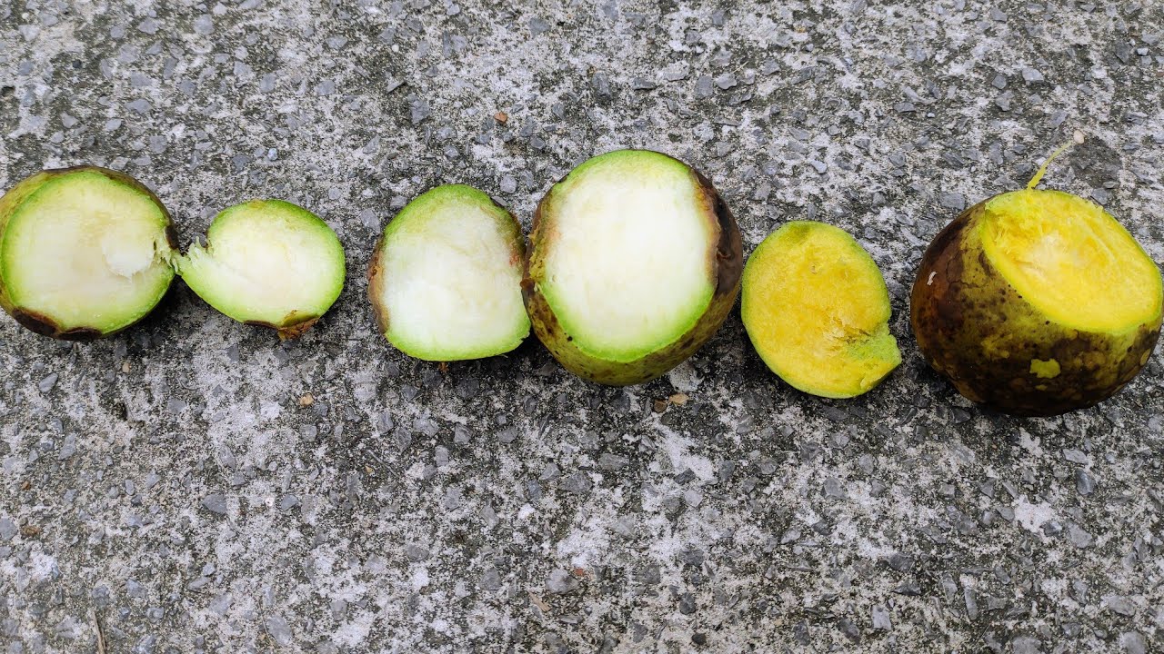 Mind blowing Borneo Jungle Mango Hybrid (Mangifera torquenda x M ...