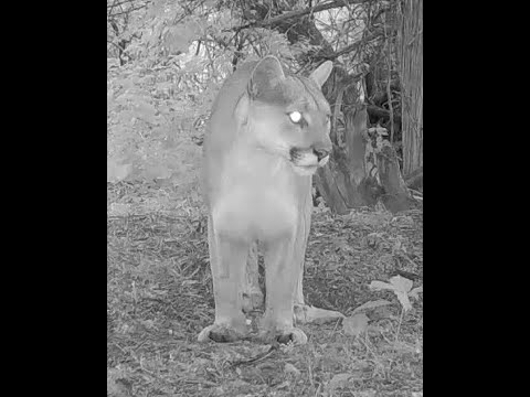 Mountain lion cougar puma Nebraska overmarking at community scrape July 2025 6am
