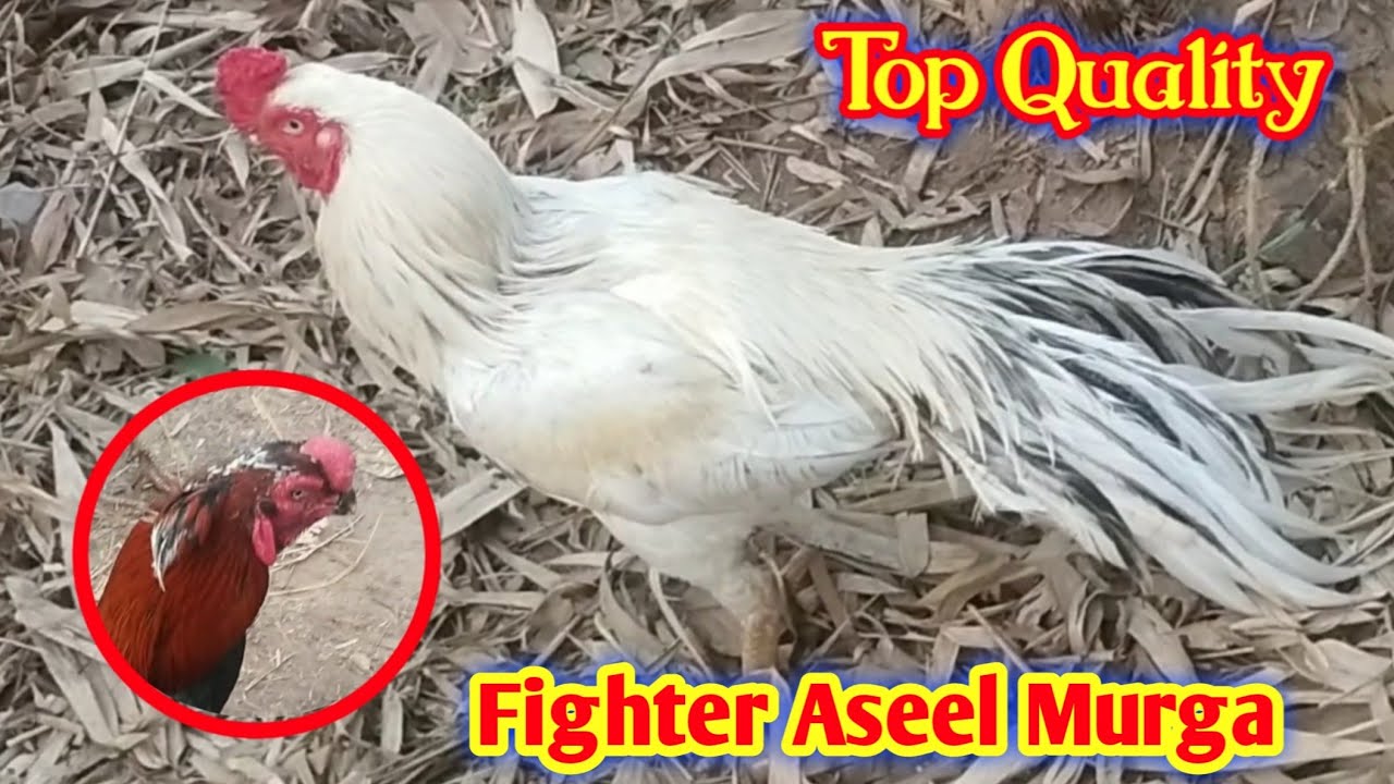 Top Quality Aseel Murga | Parrot Beak Long Tail Aseel Murga - YouTube