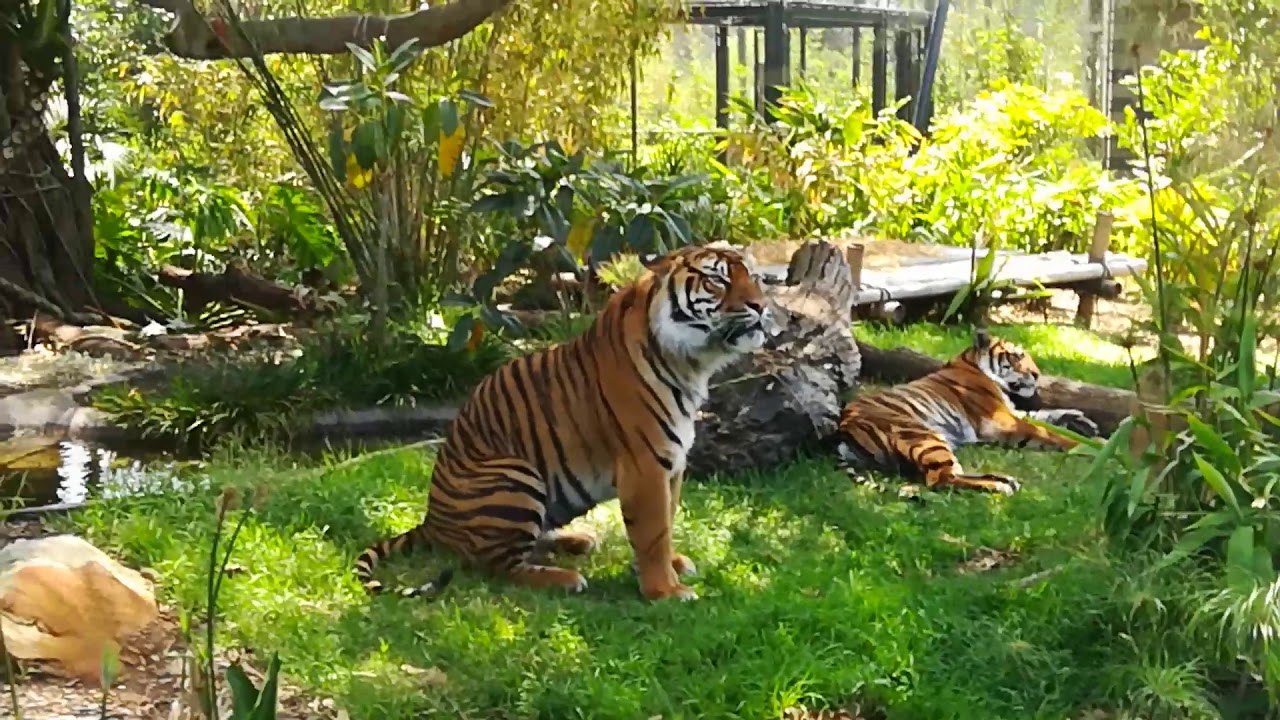 Tigers at Taronga Zoo! - YouTube