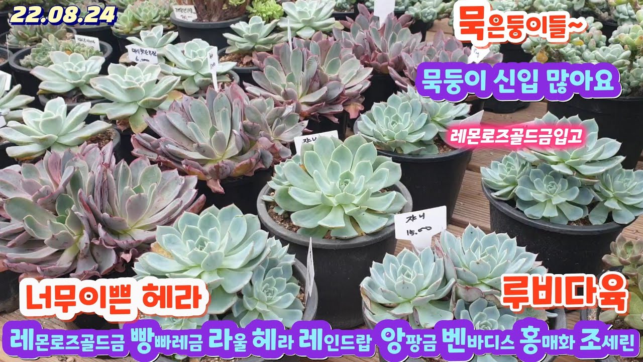 루비다육2탄묵둥이레몬로즈골드금빵파레금링구아스헤라레인드랍홍미인홍매화조세린러우금앙팡금라울아악무백봉택배