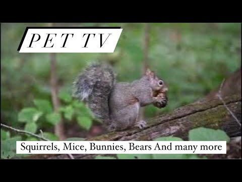 Pet TV (10 Hrs) Mice, Rabbits, Squirrels, And More with Nature Sounds ...