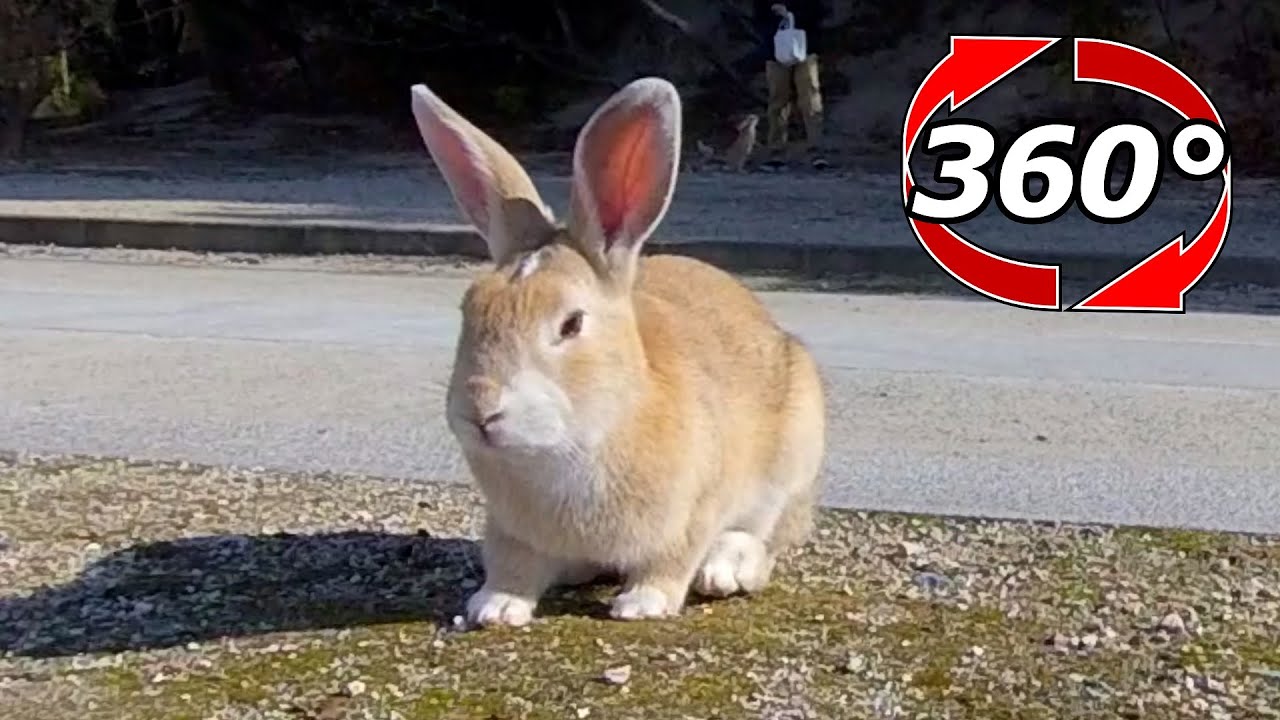 VR 360° | Haven't you guys come yet? This rabbit was waiting for a ...