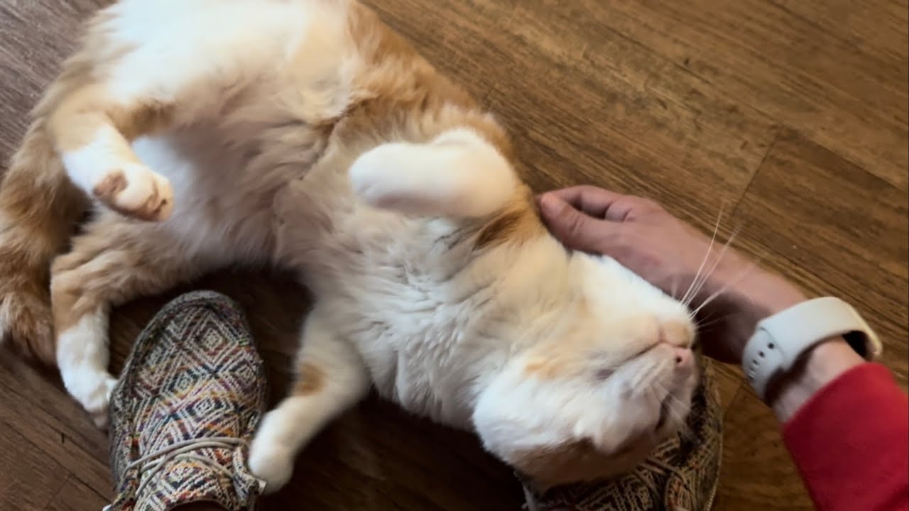 You’re Perfect - the CUTEST freaking cat - YouTube