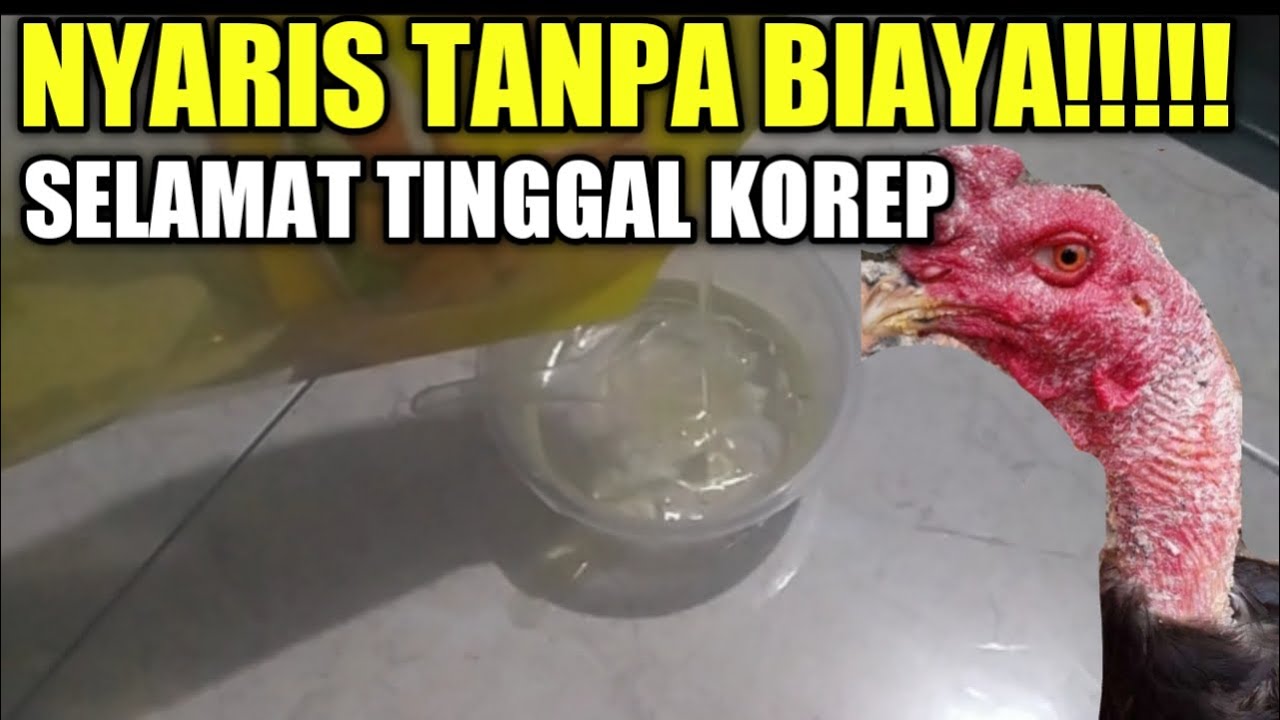 OBAT KURAPAN/KOREP AYAM TRADISIONAL!!!! - YouTube