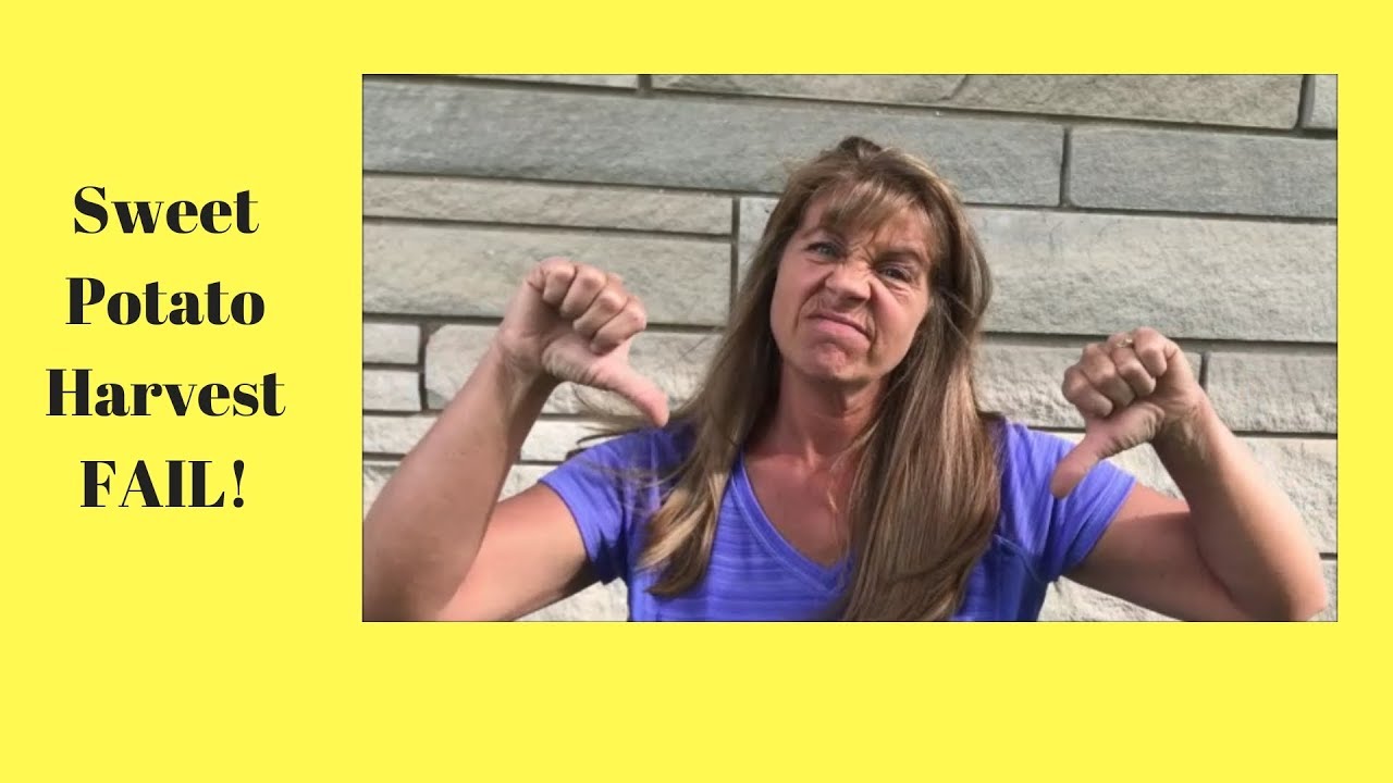 Sweet Potato Harvest FAIL! - YouTube