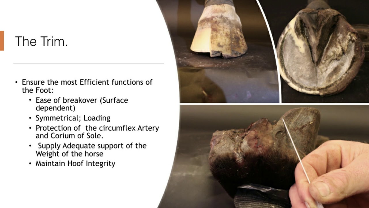AFA 49: Wayne Preece Lecture, Which Shoe Where, When & Why - YouTube