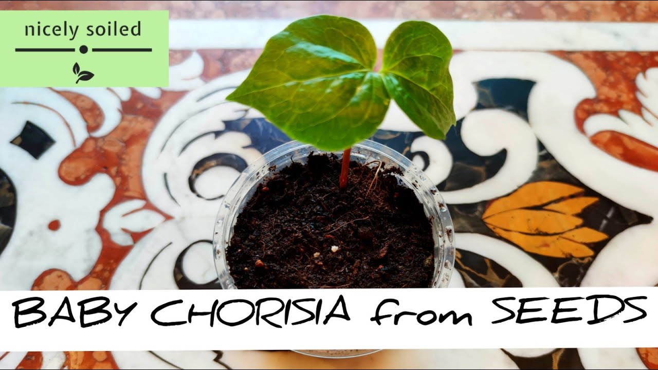 Chorisia Speciosa from Seed - Learn how to grow a healthy Chorisia ...