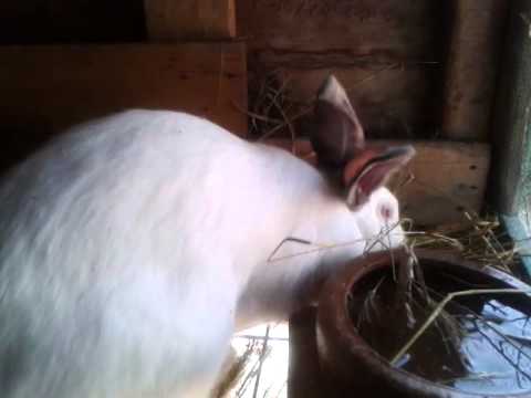 California Rabbit Doe making a nest for young. - YouTube