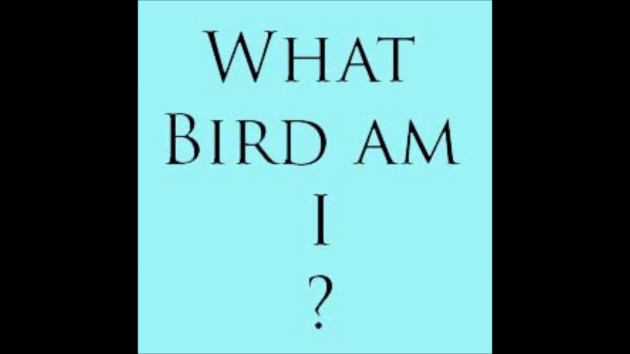 Bird Call No 4a YouTube bird-call-no-4a-youtube