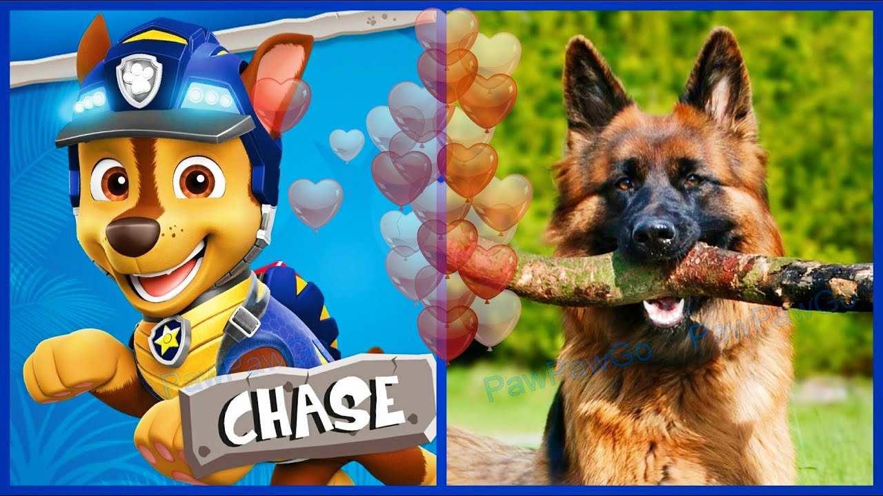 PAW PATROL IN REAL LIFE - PawPawGo - YouTube