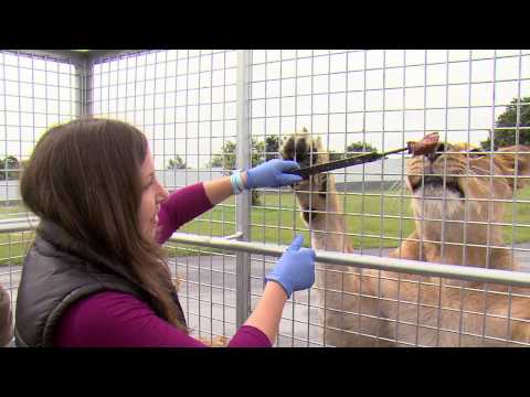VIP Lion Cage Feed @ West Midland Safari Park