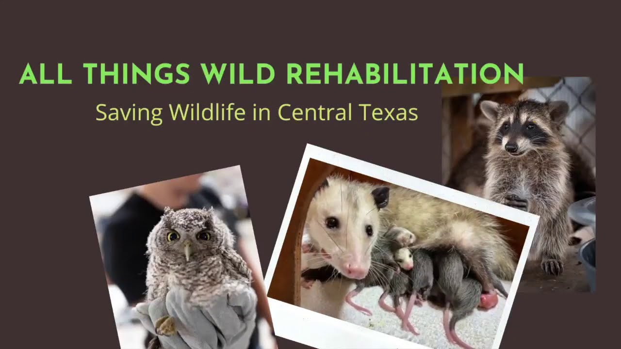 All Things Wild - YouTube