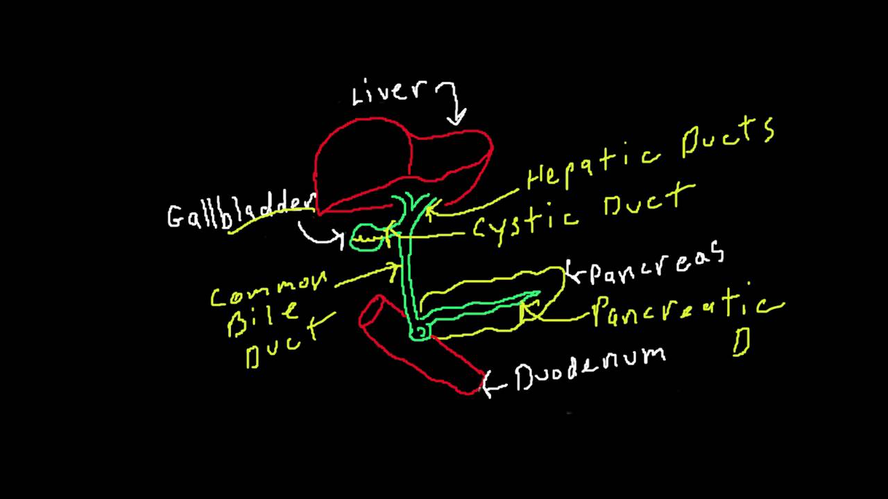 The Biliary Tree / Bile Ducts - YouTube