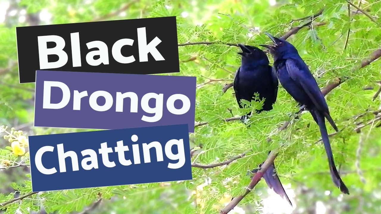 Pair of Black Drongo calling - Early morning beautiful sounds from Goa ...