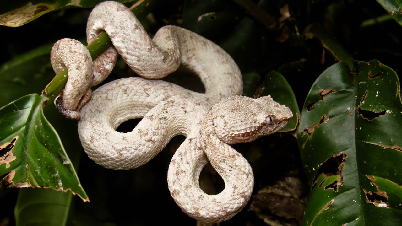 Albino Pit Viper