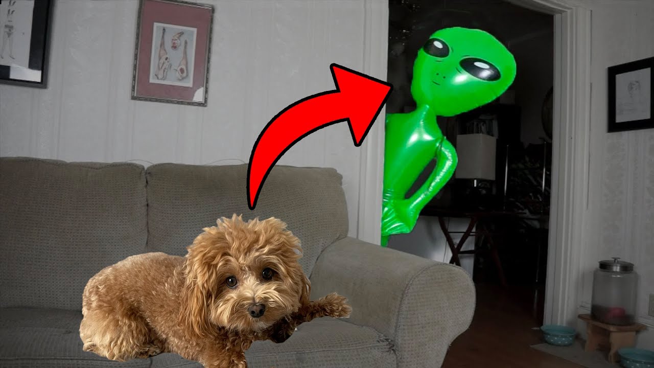 Unbelievable!!! PRANK! Funny Dog Videos Try Not To Laugh 🦴 - YouTube