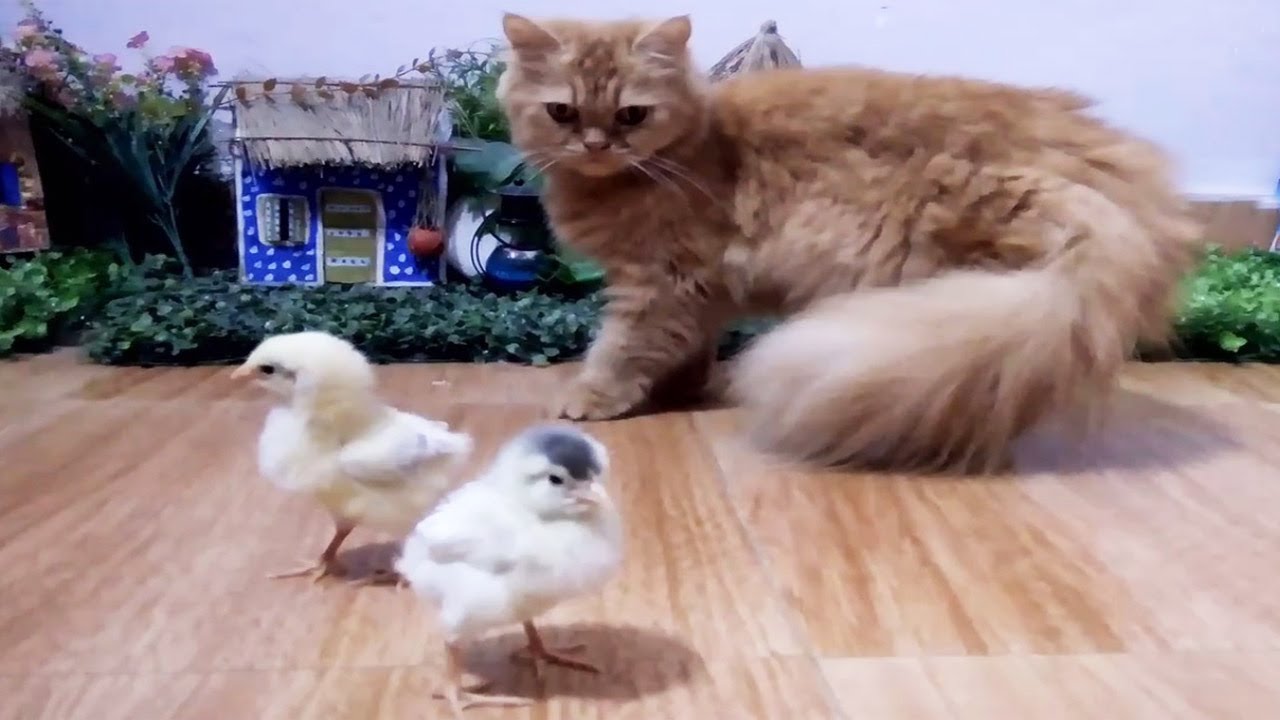The kitten cat and chicken journey is perfect - YouTube
