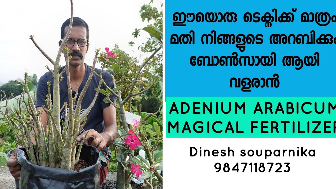 HOW TO CARE ADENIUM ARABICUM BIG PLANTS/ ADENIUM ARABICUM MAGICAL ...