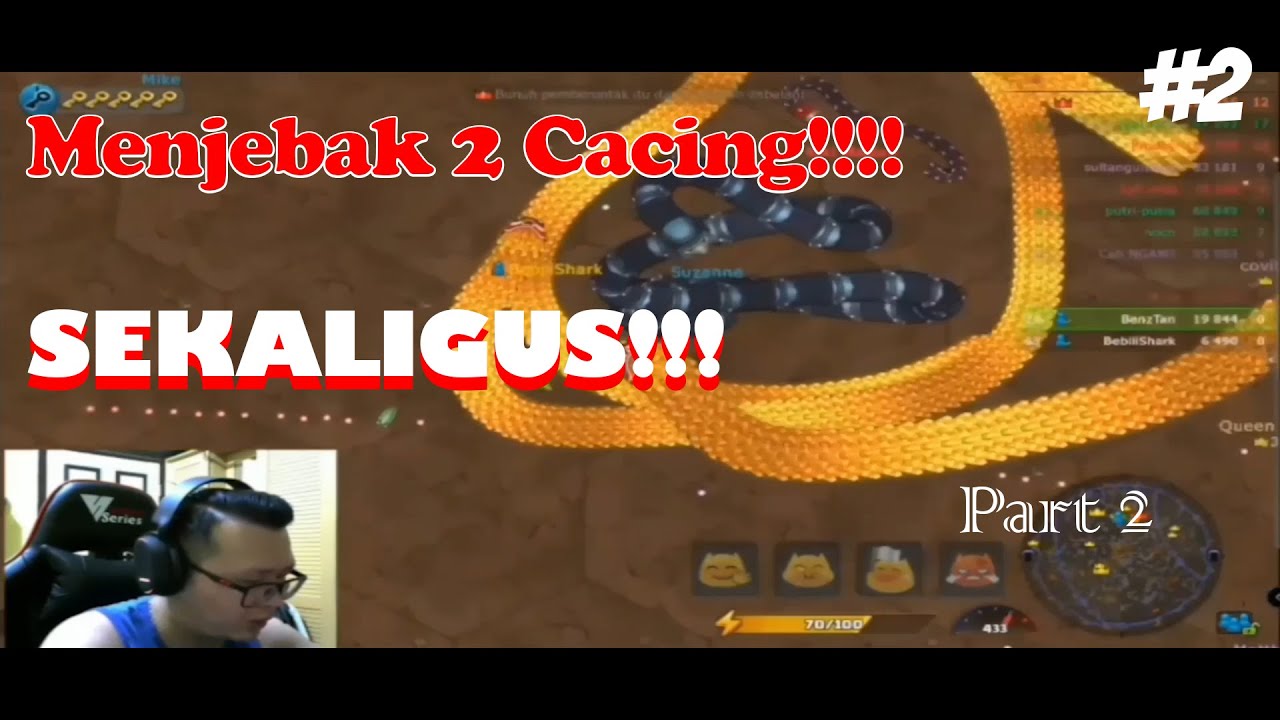 CACING NAGA MENJEBAK CACING-CACING RAKSASA!!! Little Big Snake ...